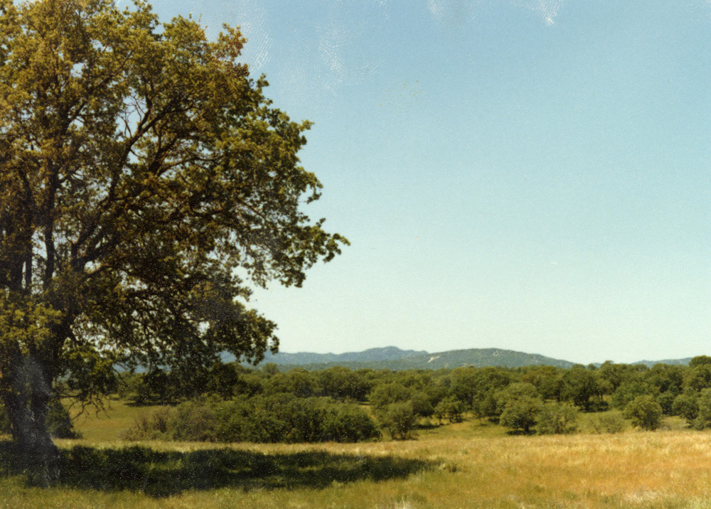 Caparone | Wine History Project of San Luis Obispo County