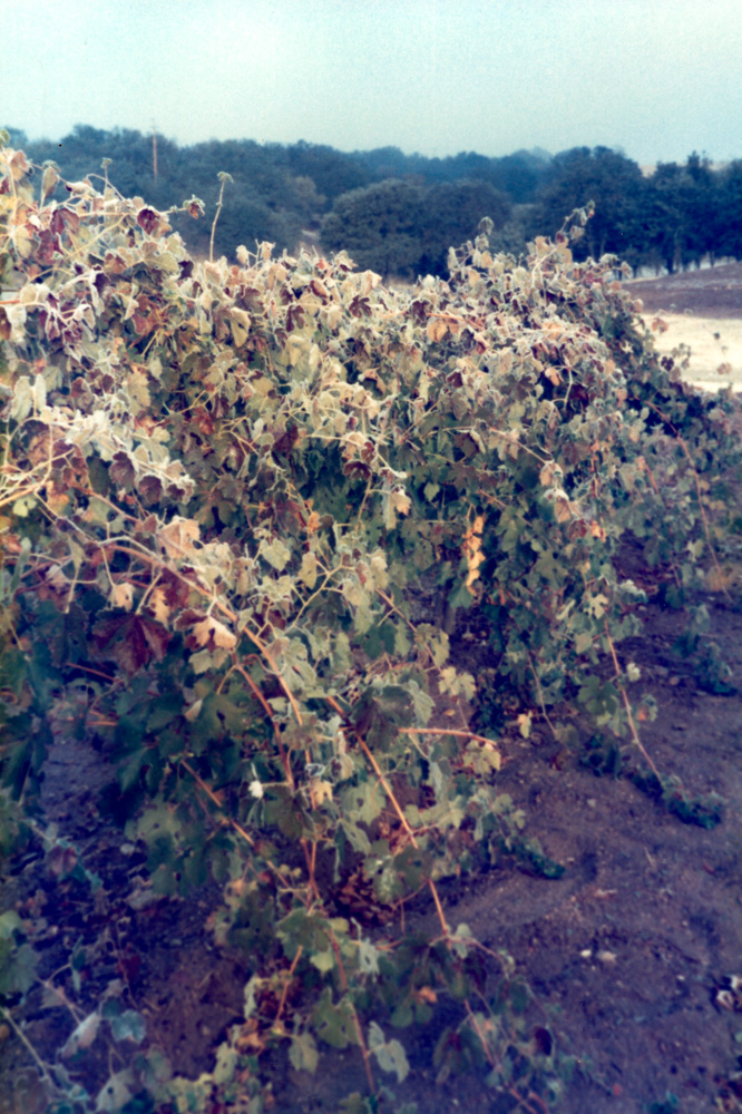Caparone | Wine History Project of San Luis Obispo County