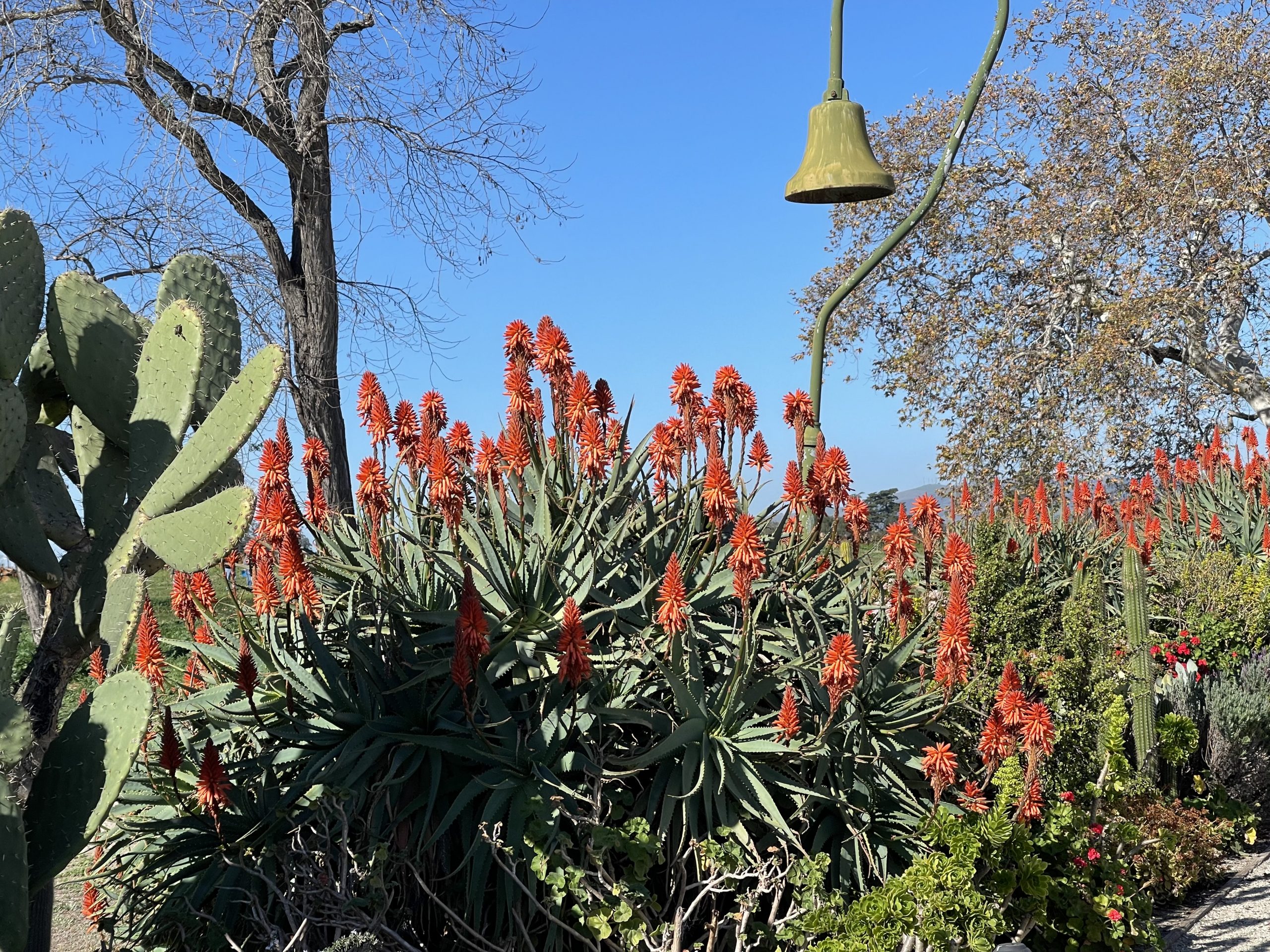 Mission Vineyard Project | Wine History Project of San Luis Obispo County