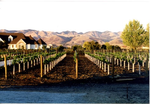 the Zuech home and vineyard | Wine History Project of San Luis Obispo ...