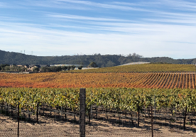 Fields In Edna Valley | Wine History Project of San Luis Obispo County