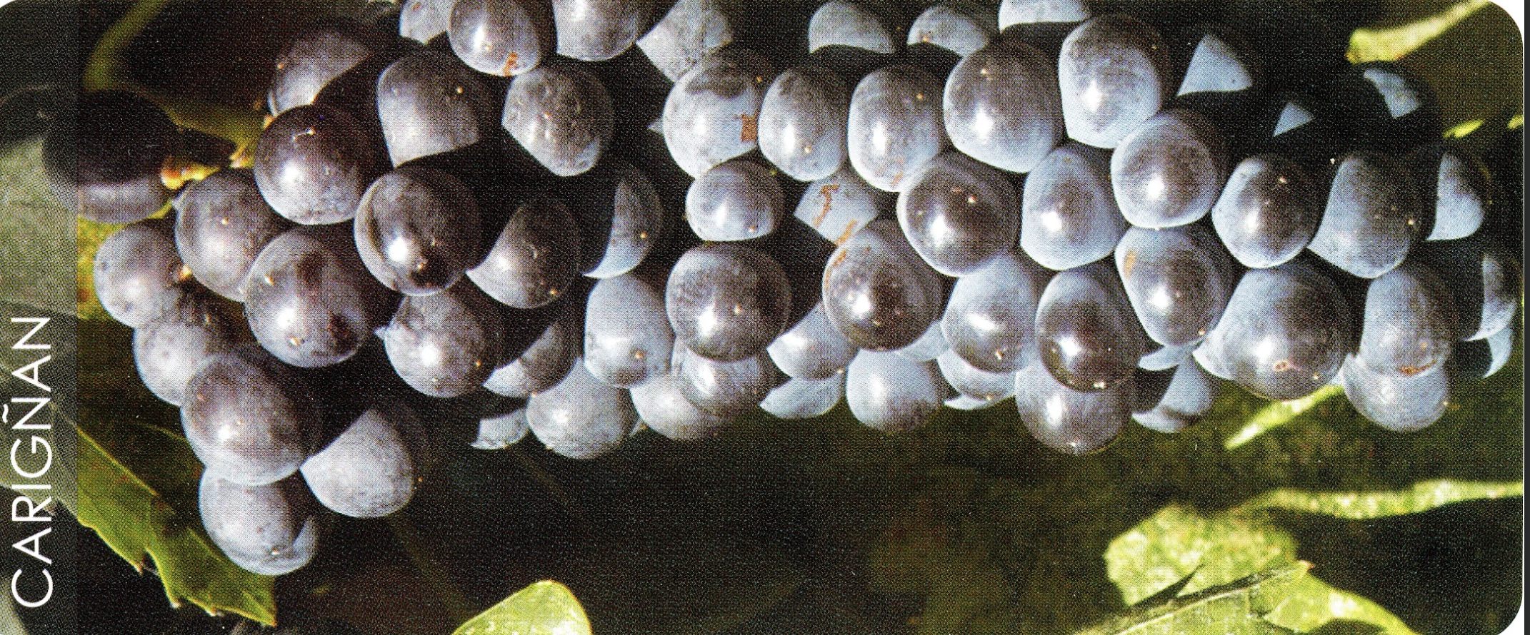 Carignan | Wine History Project of San Luis Obispo County