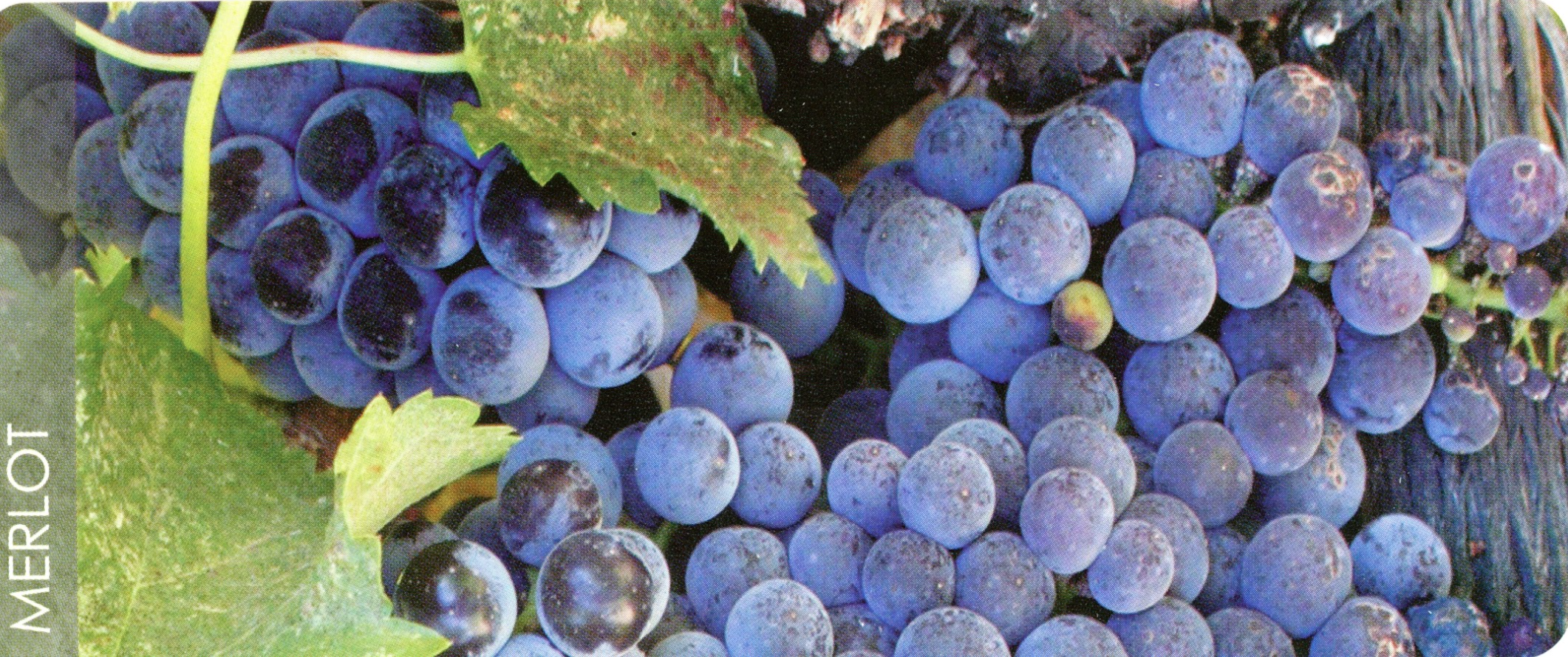 Merlot | Wine History Project of San Luis Obispo County