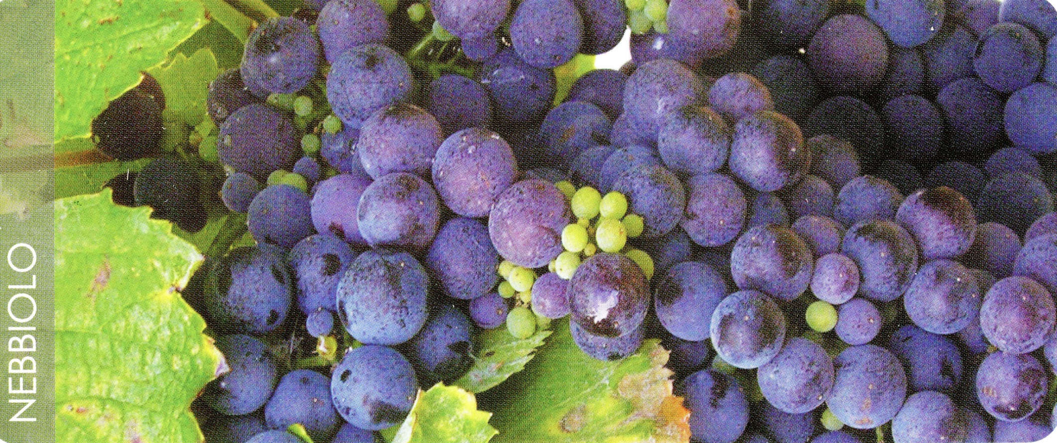 Nebbiolo | Wine History Project of San Luis Obispo County