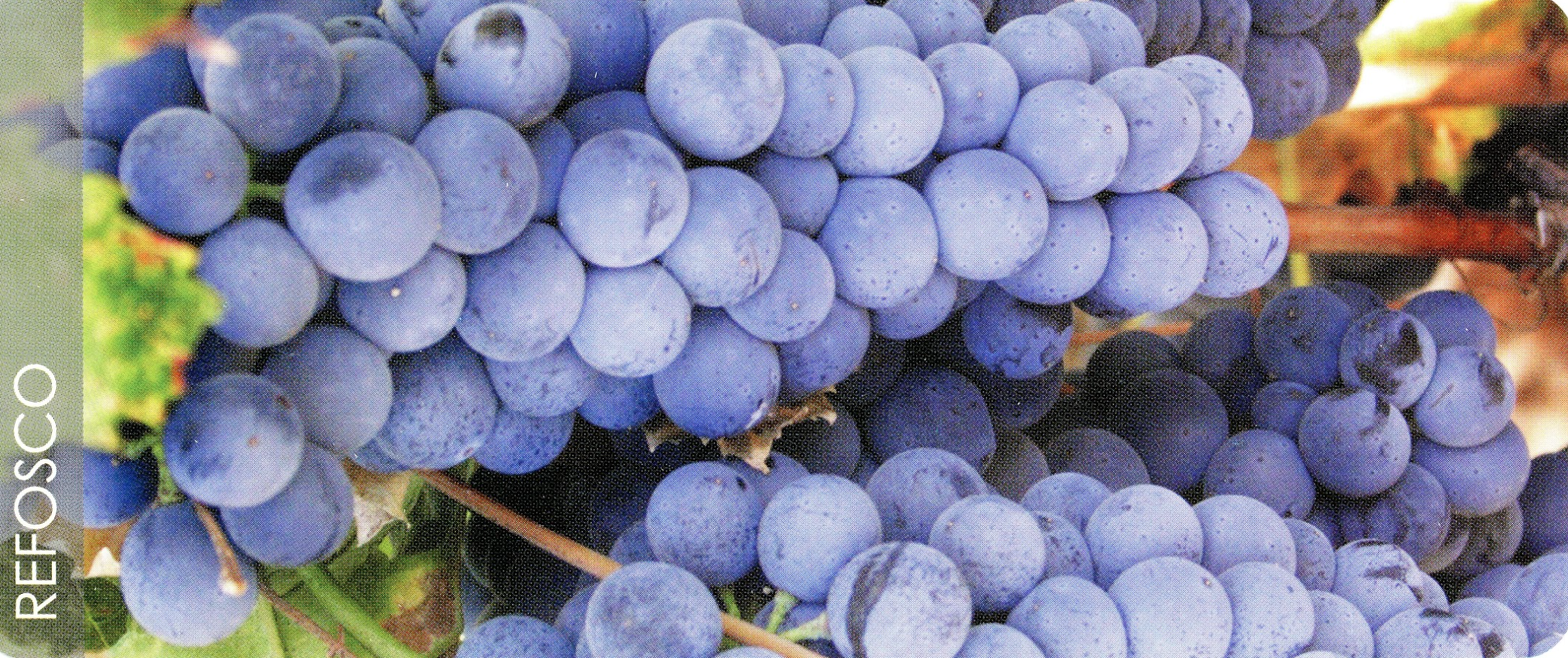 Refosco | Wine History Project of San Luis Obispo County