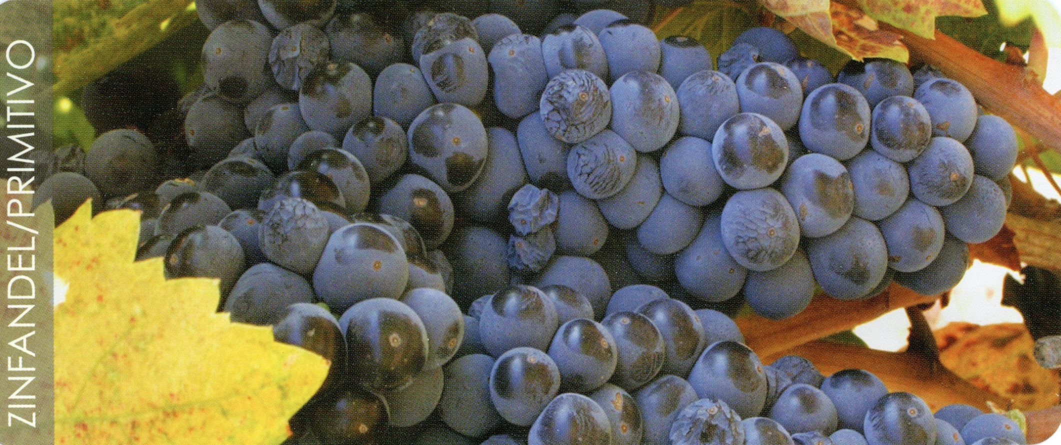 Zinfandel Primitivo | Wine History Project of San Luis Obispo County